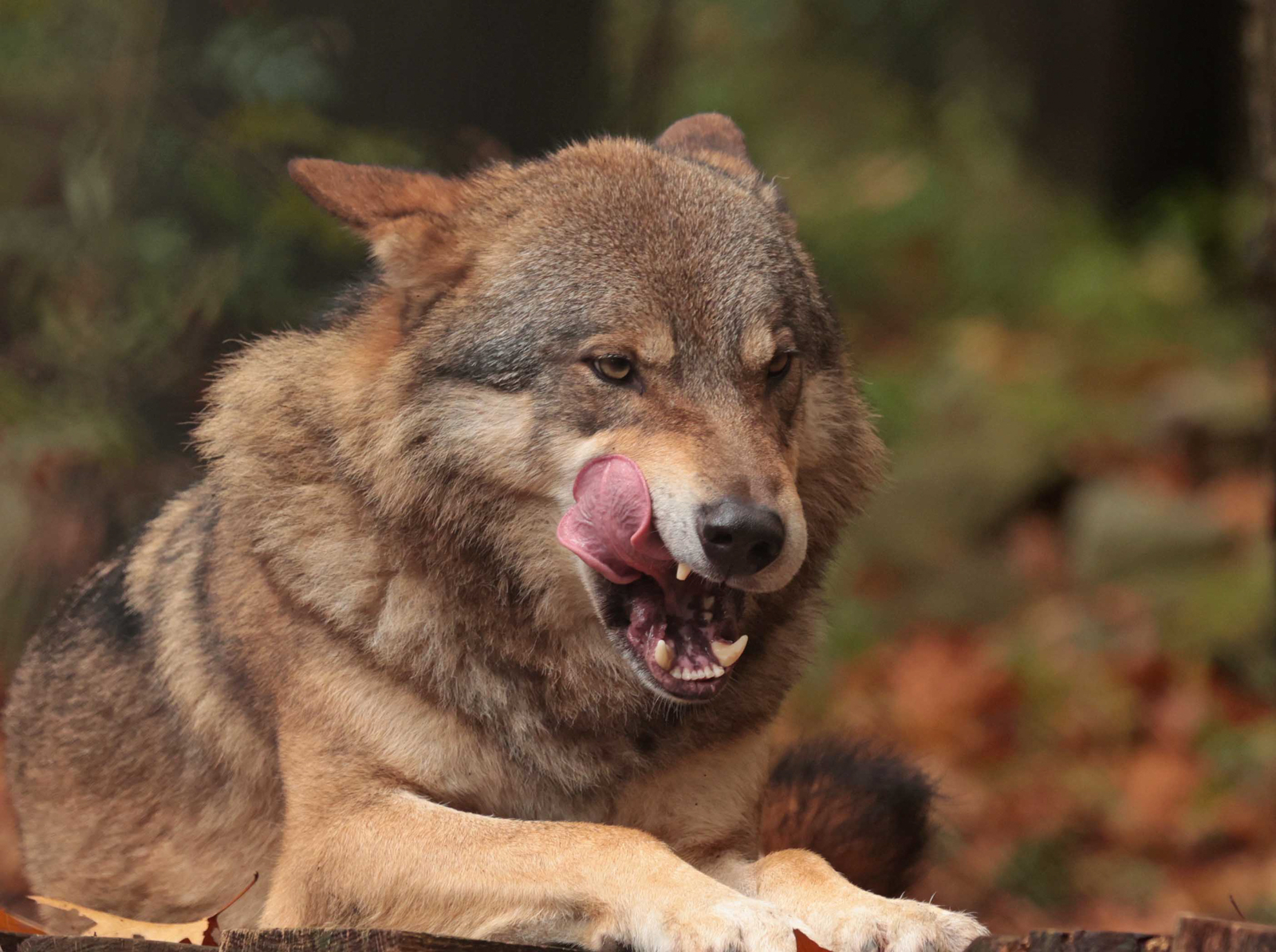 Wie is de wolf?