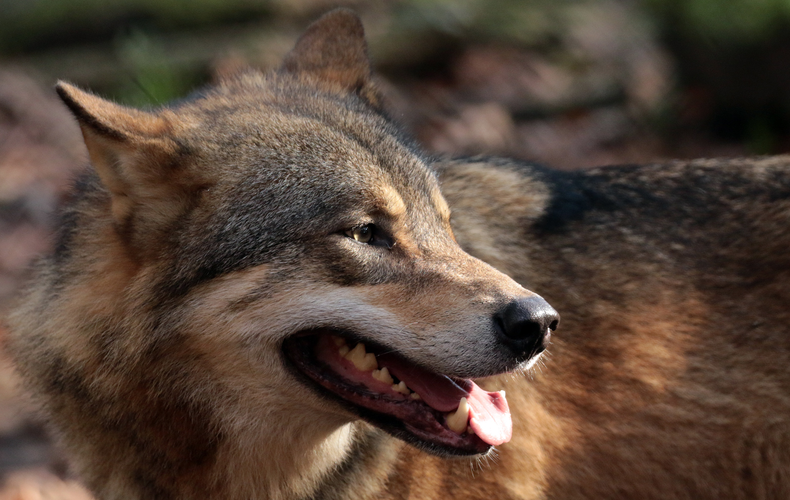 Wie is de wolf?