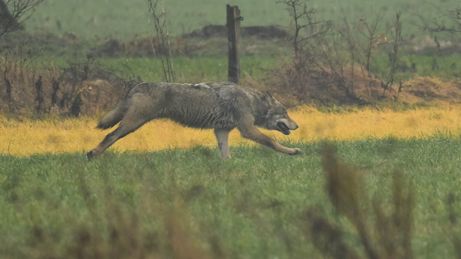 Wie is de wolf?