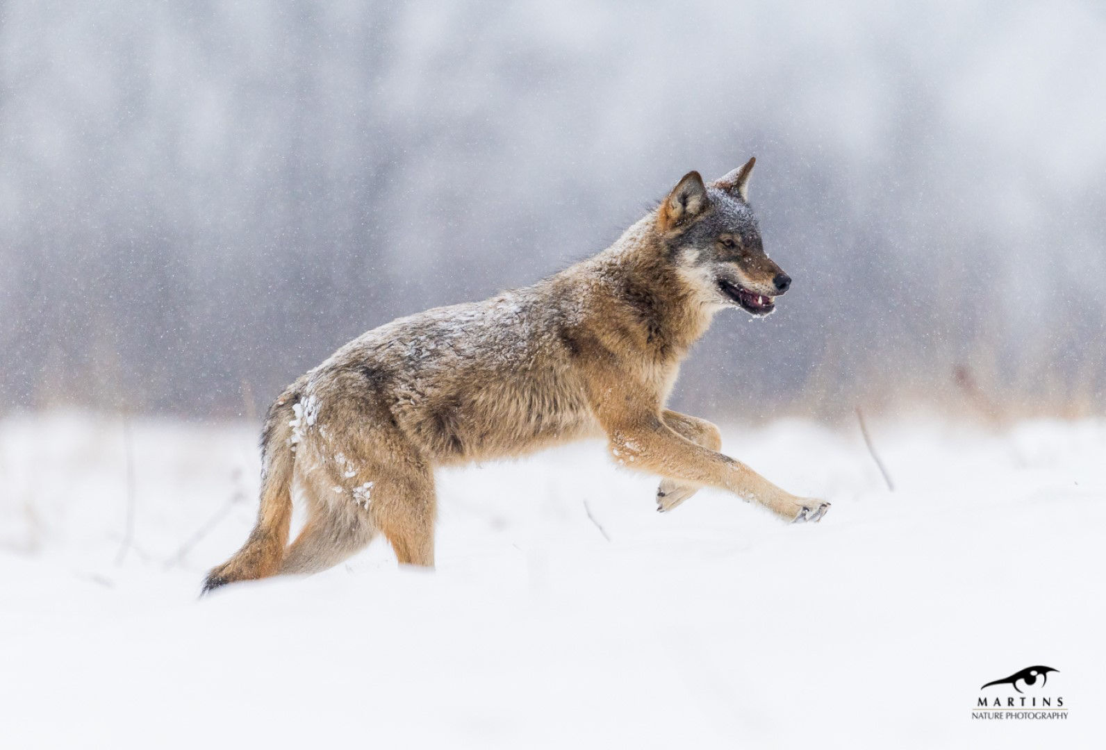 Wie is de wolf?