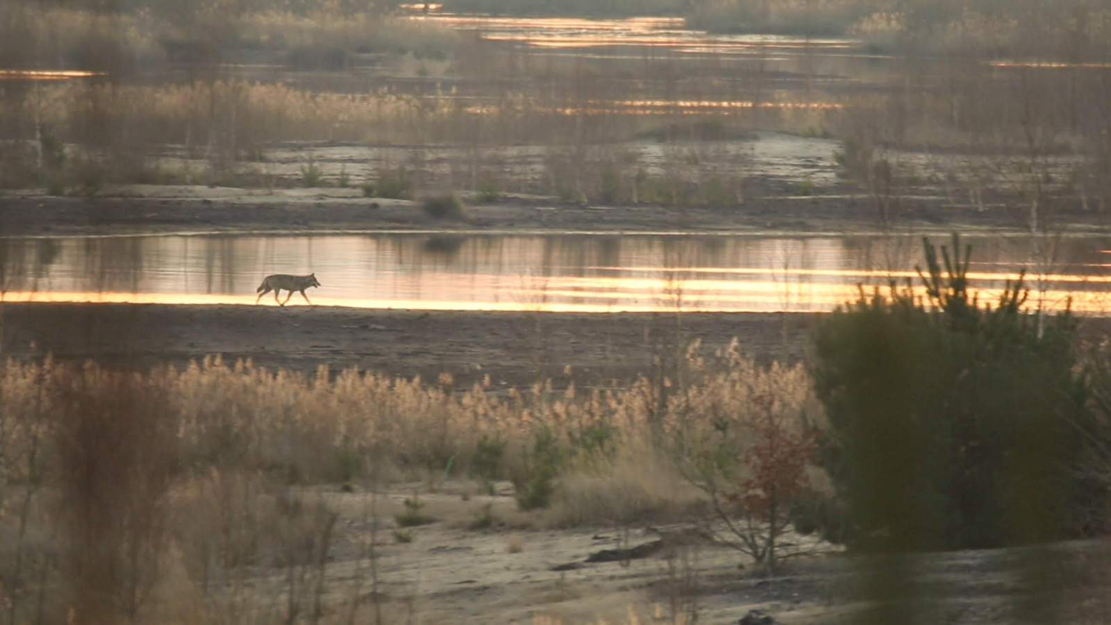 Waar en hoe vind je de wolf?