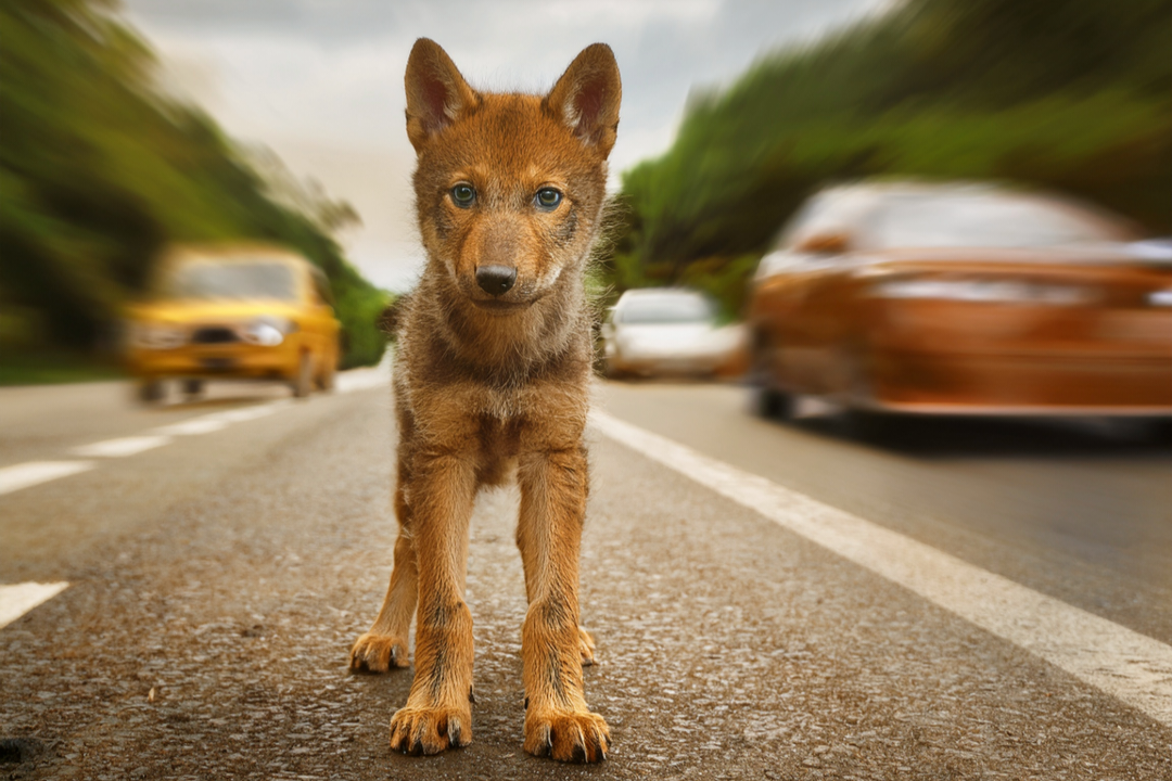 Welkom Wolf! – Op de bres voor een rijke natuur